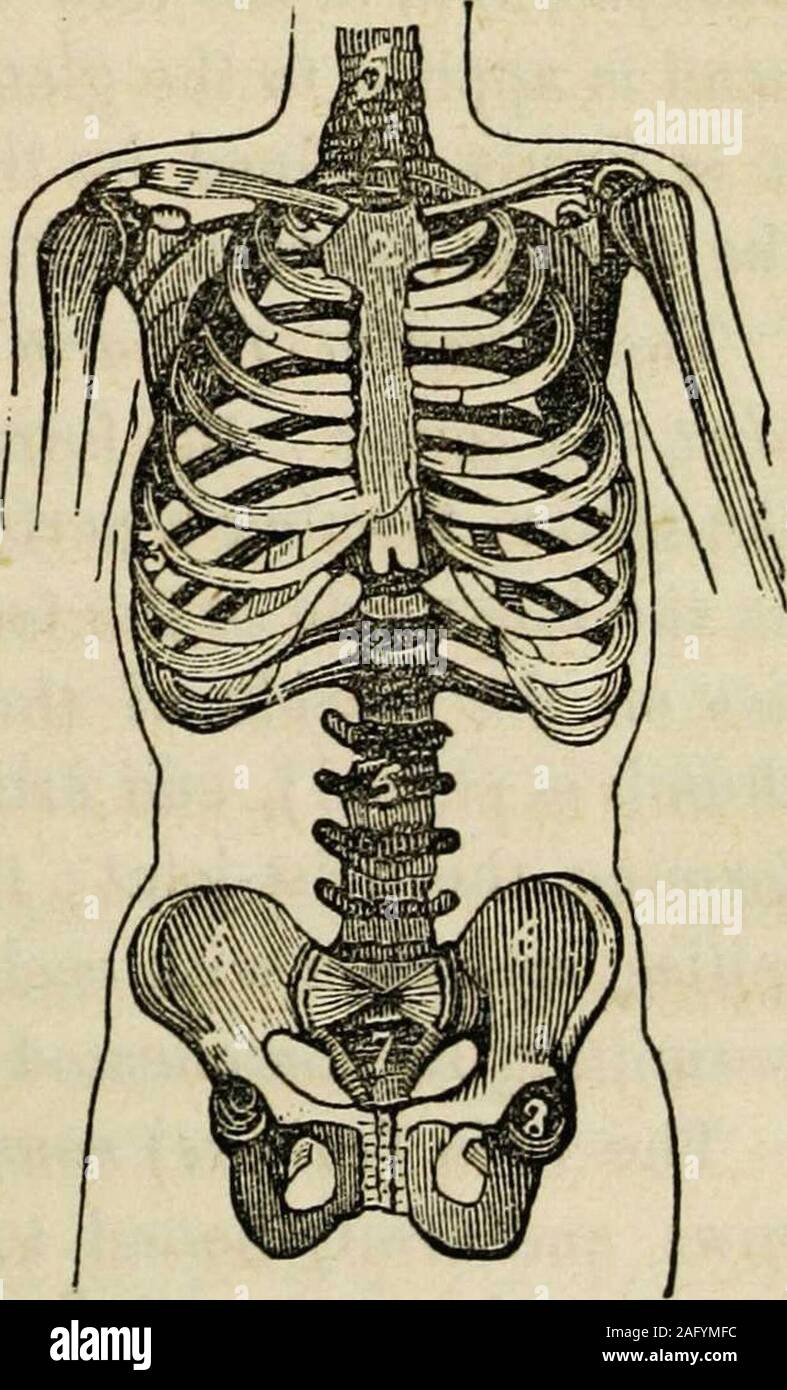 Anatomy of a bra hi-res stock photography and images - Alamy