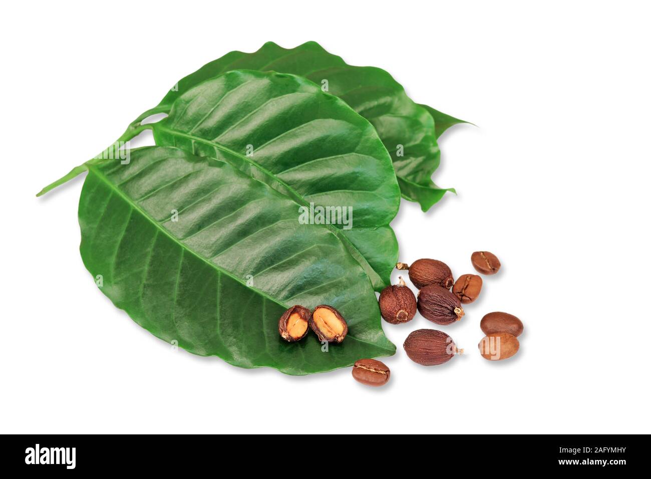 Coffee tree leaves hi-res stock photography and images - Alamy