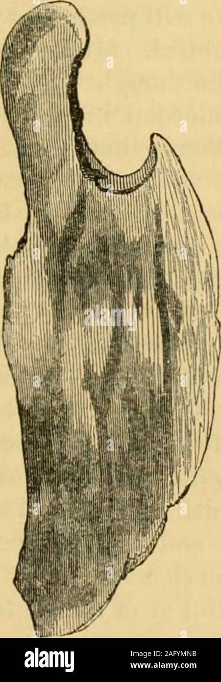 . The pictorial history of Palestine and the Holy land including a ...