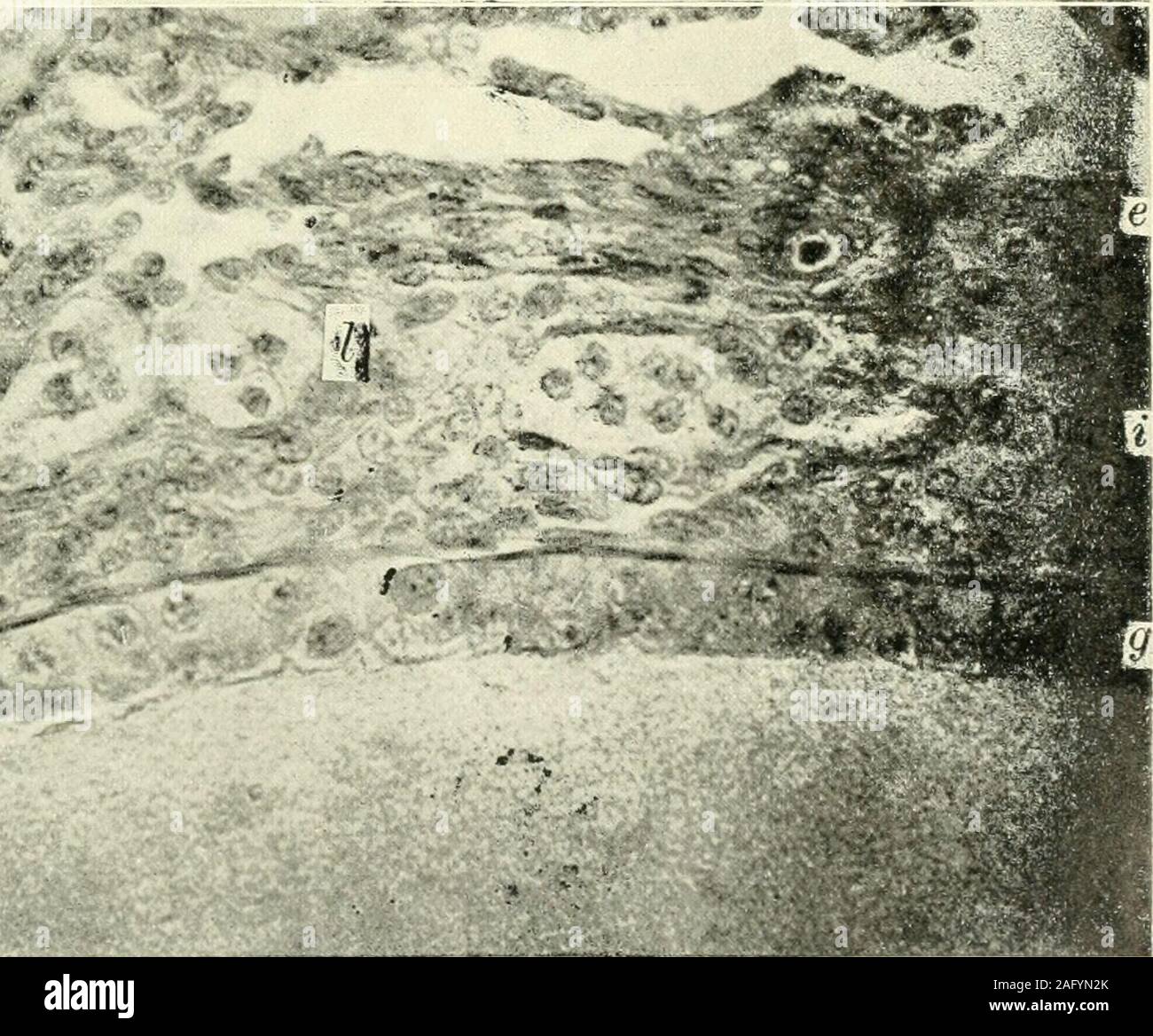 . The American journal of anatomy. ^. l.» PLATE 2 EXPLANATION OF ...