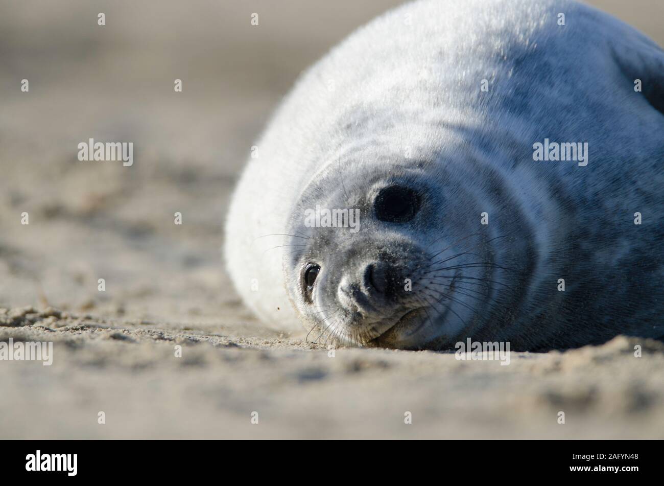 Grey Seals at Winterton on sea beach Stock Photo - Alamy