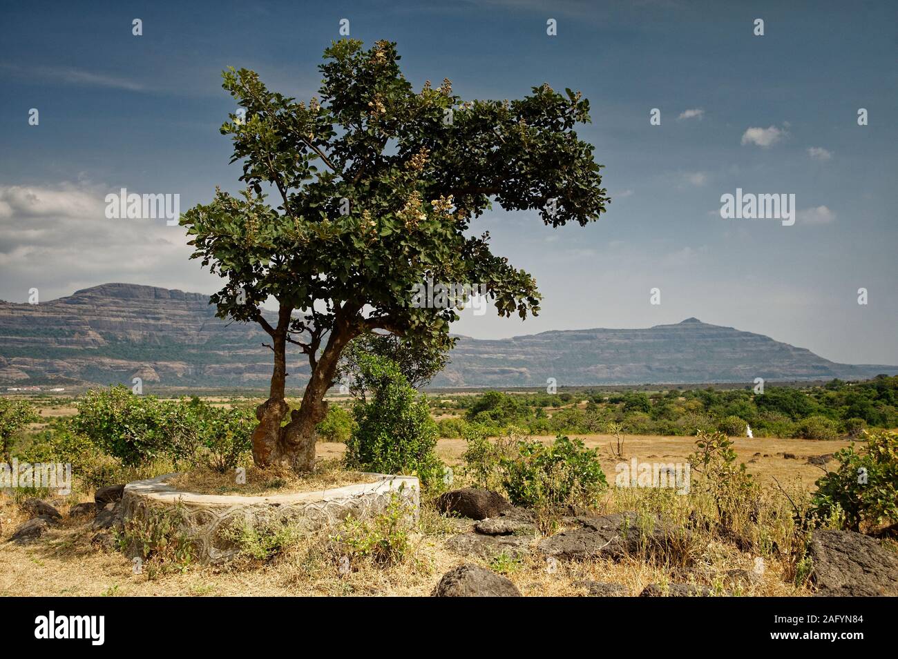 Ghat tree hi-res stock photography and images - Alamy