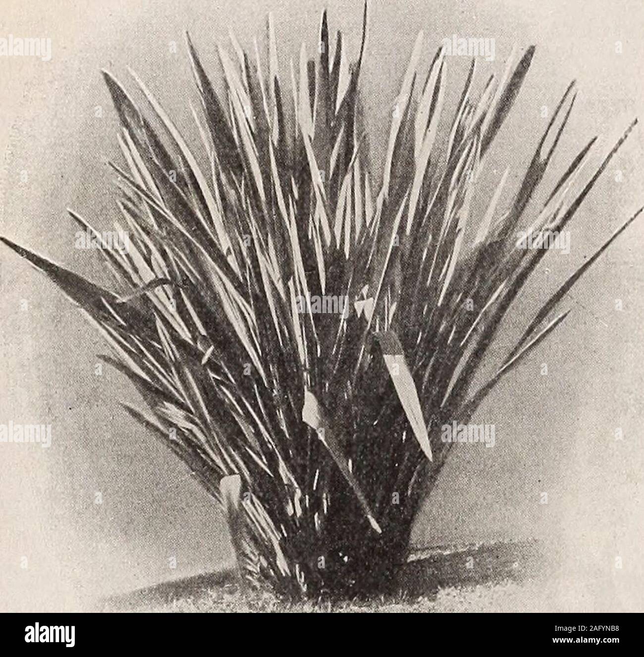 Queen ati hi-res stock photography and images - Alamy