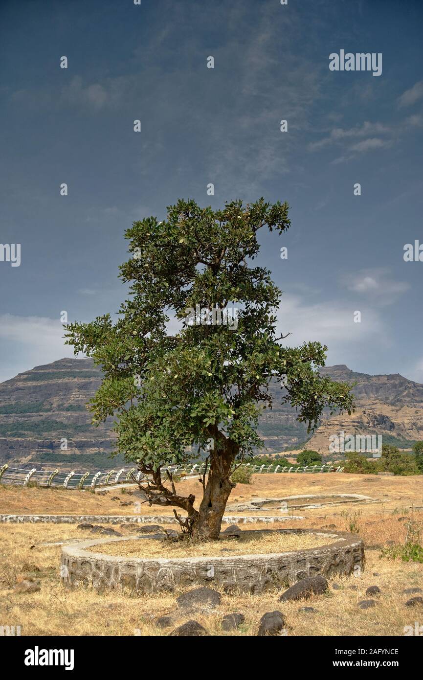 A lone tree growing in Malshej ghat Stock Photo - Alamy