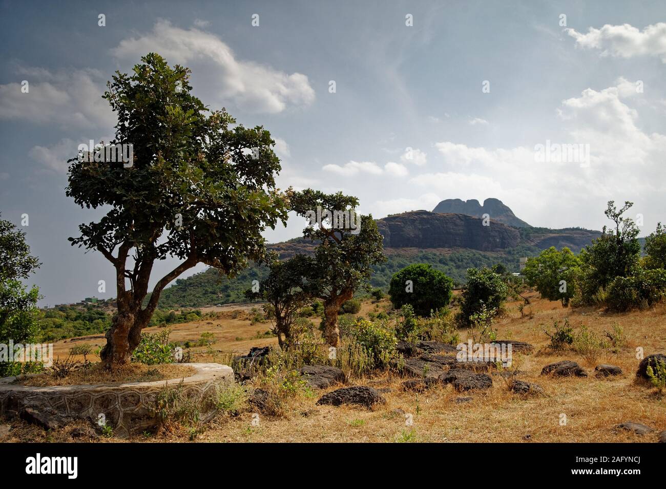 A lone tree growing in Malshej ghat Stock Photo - Alamy
