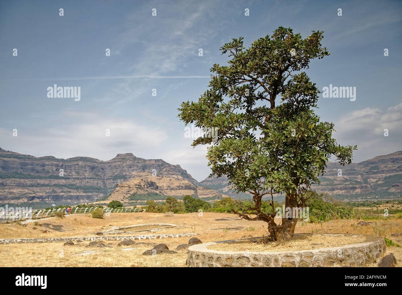 The ghat tree hi-res stock photography and images - Alamy