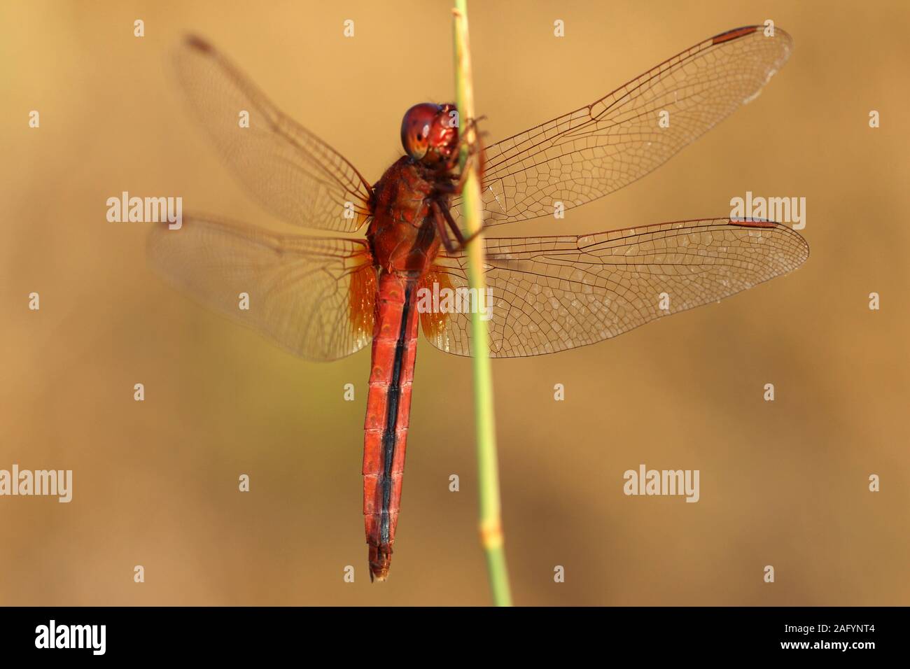 Scarlet Skimmer a.k.a. Ruddy Marsh Skimmer Crocothemis servilia - male ...