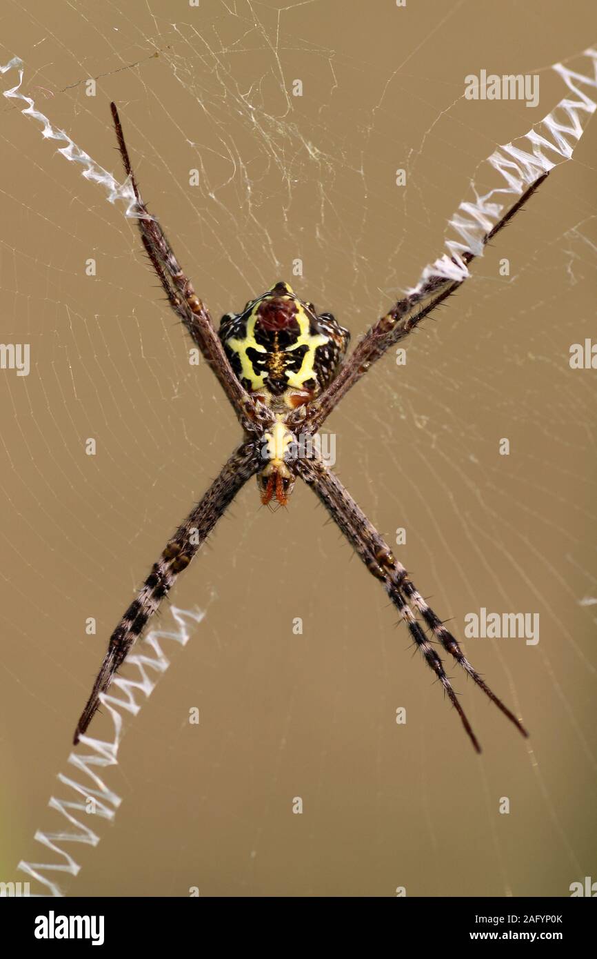 Signature Spider - Argiope sp. Gujarat, India Stock Photo - Alamy
