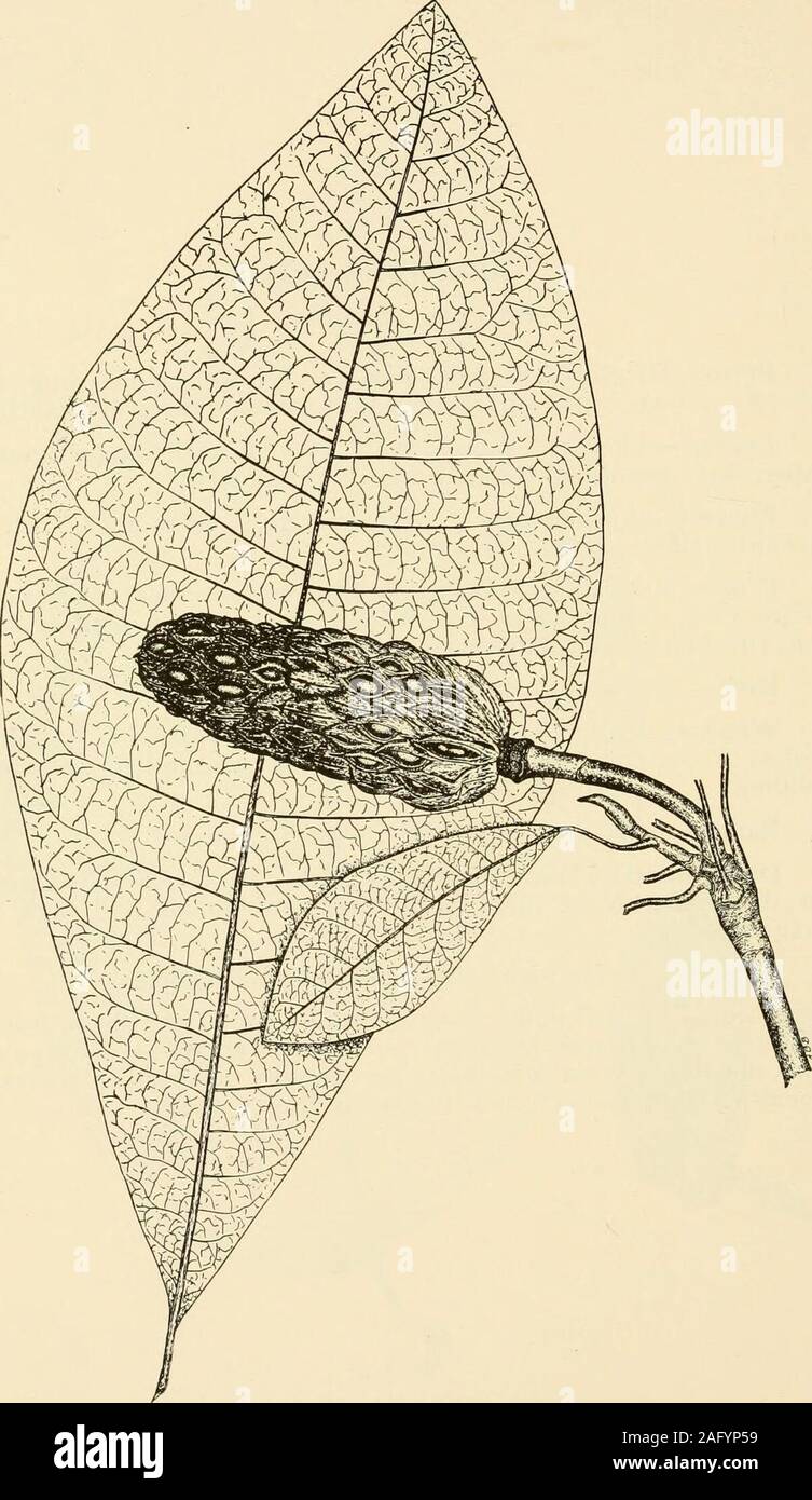 Solitary bell shaped flowers hi-res stock photography and images - Alamy