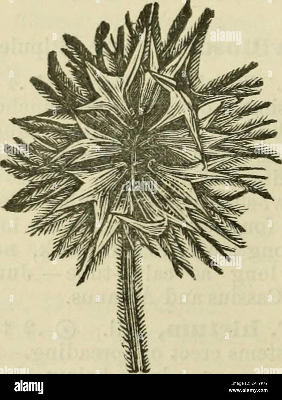 . Flora of Syria, Palestine, and Sinai : from the Taurus to Ras ...