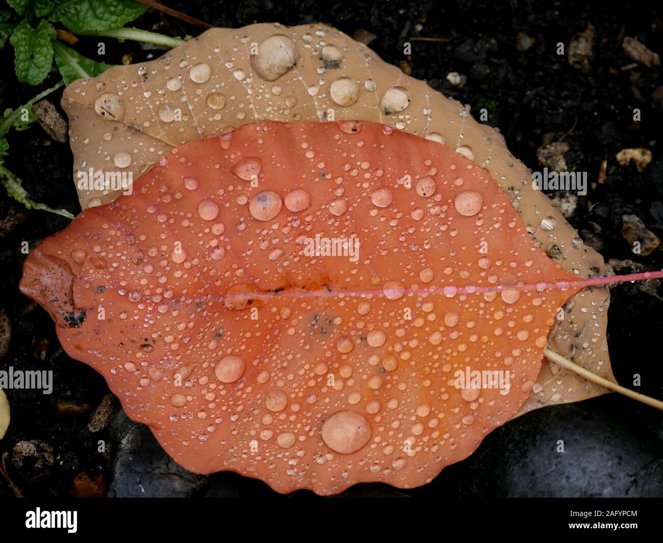 Natural leaf two leaves hi-res stock photography and images - Alamy