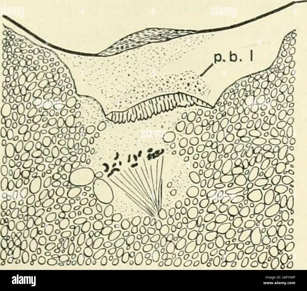 Polar body cell hi-res stock photography and images - Alamy
