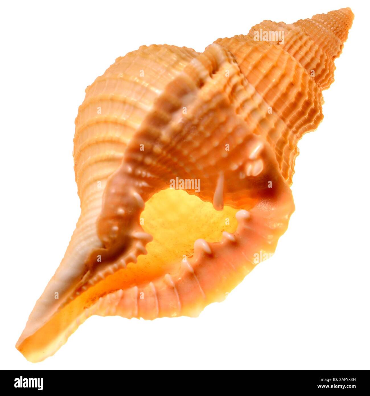 Distorsio reticularis hi-res stock photography and images - Alamy