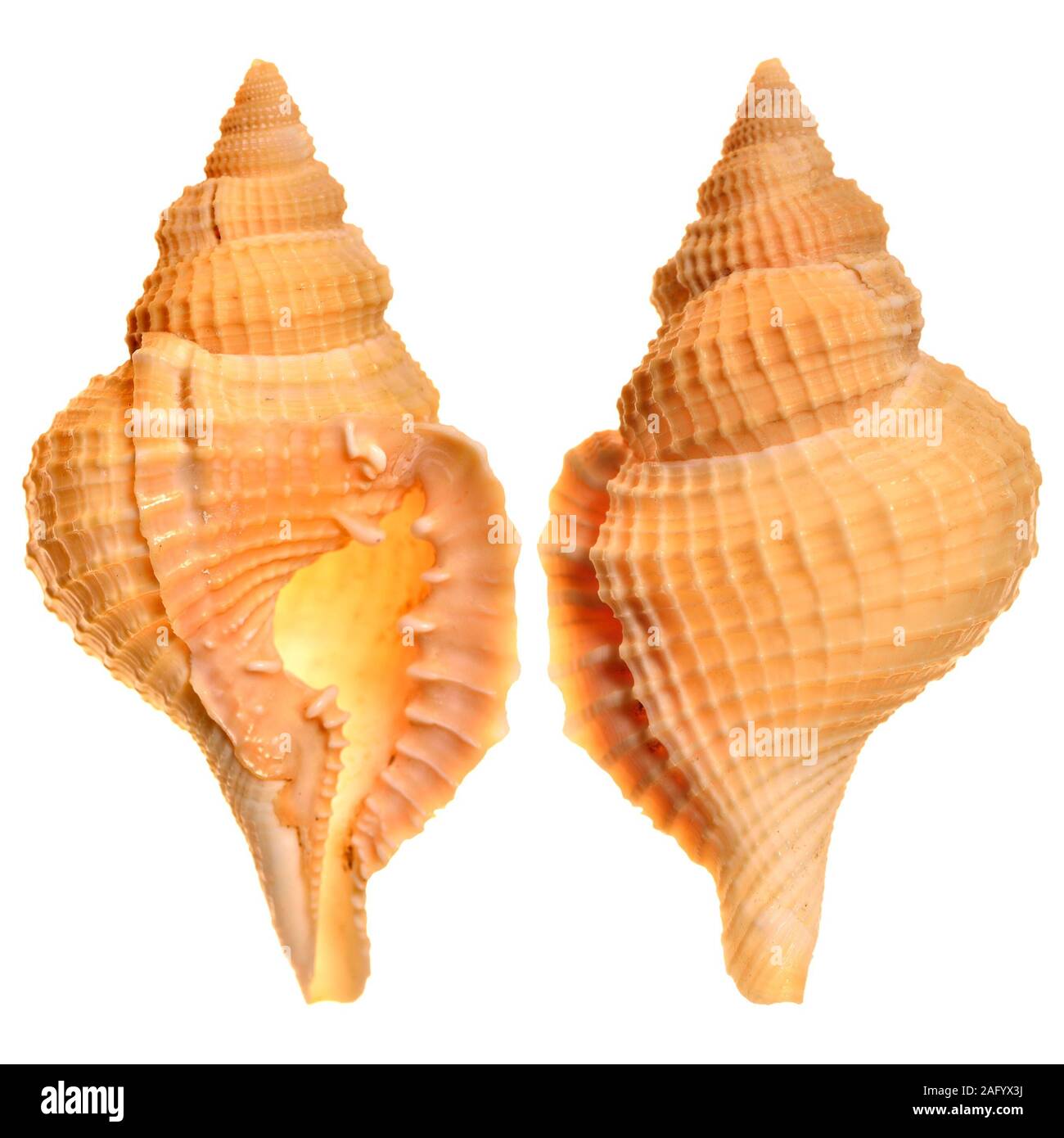 Reticulated Distorsio shell (Distorsio reticulata / Distorsio ...