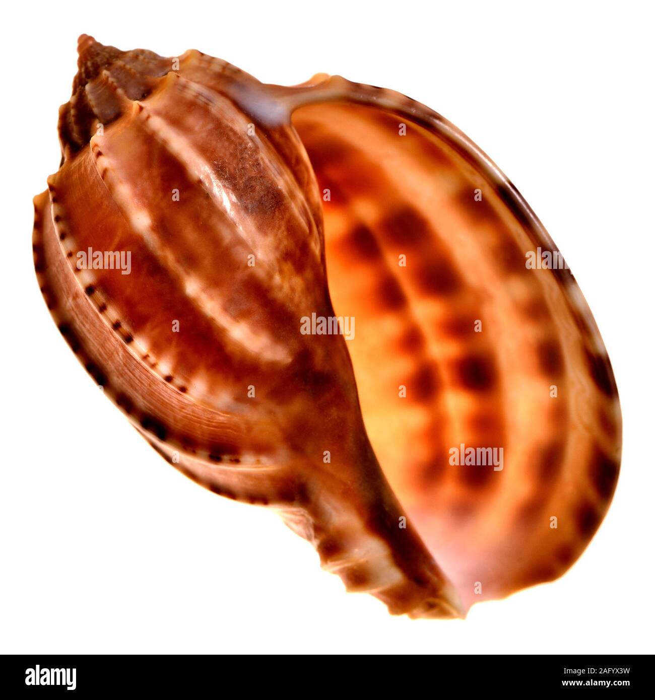 Ventral Harp shell (Harpa cabriti / Harpa ventricosa Stock Photo - Alamy