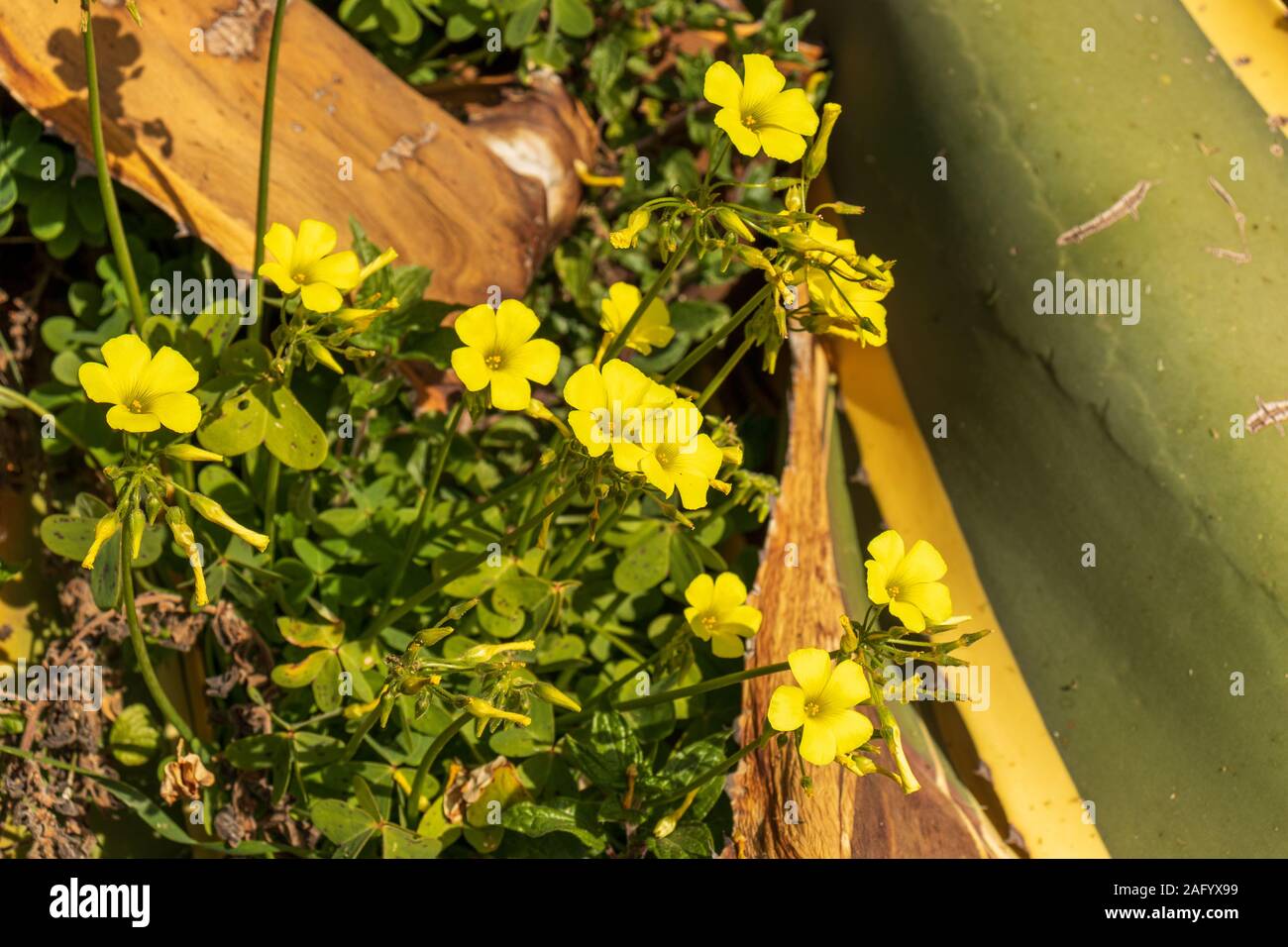 Oxalis pes-caprae, Bermuda buttercup Flower Stock Photo - Alamy
