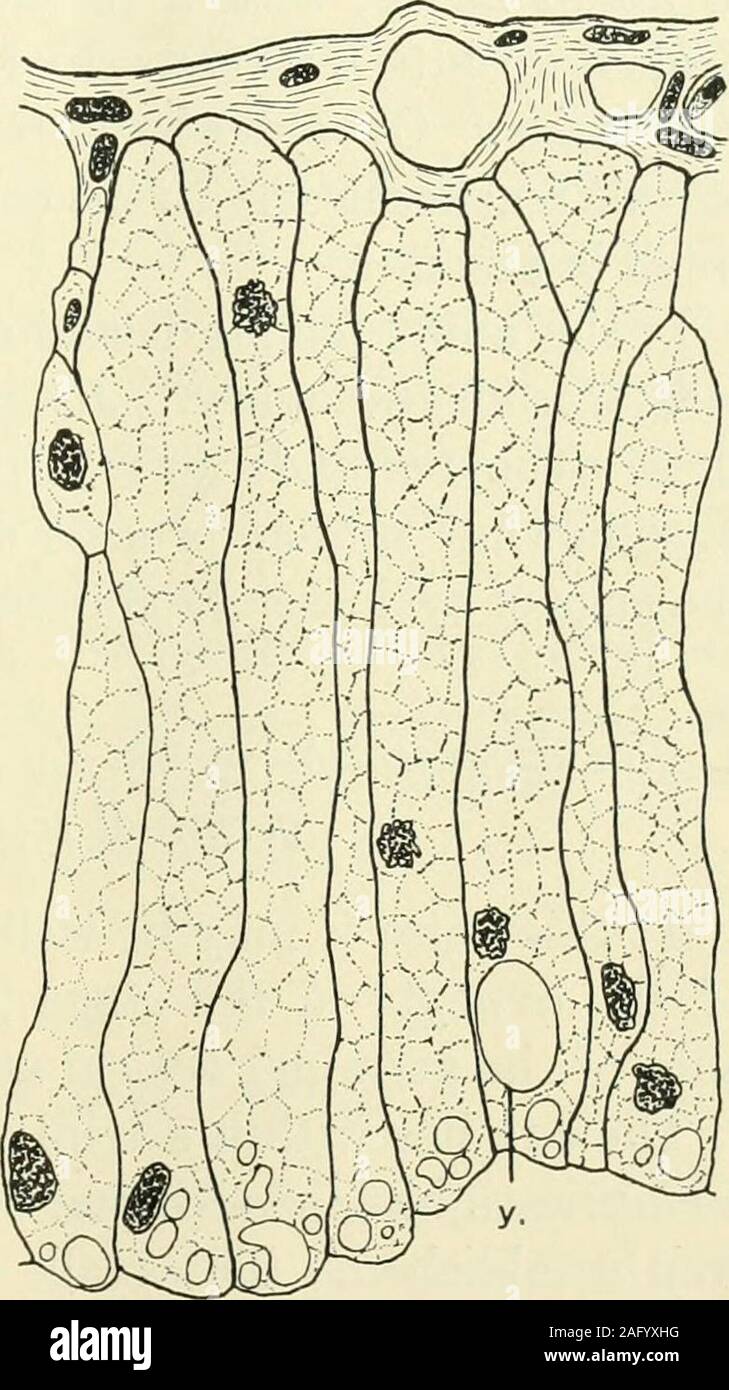 Ovocyte hi-res stock photography and images - Alamy