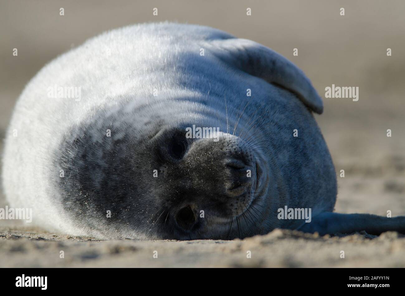 Grey Seals at Winterton on sea beach Stock Photo - Alamy