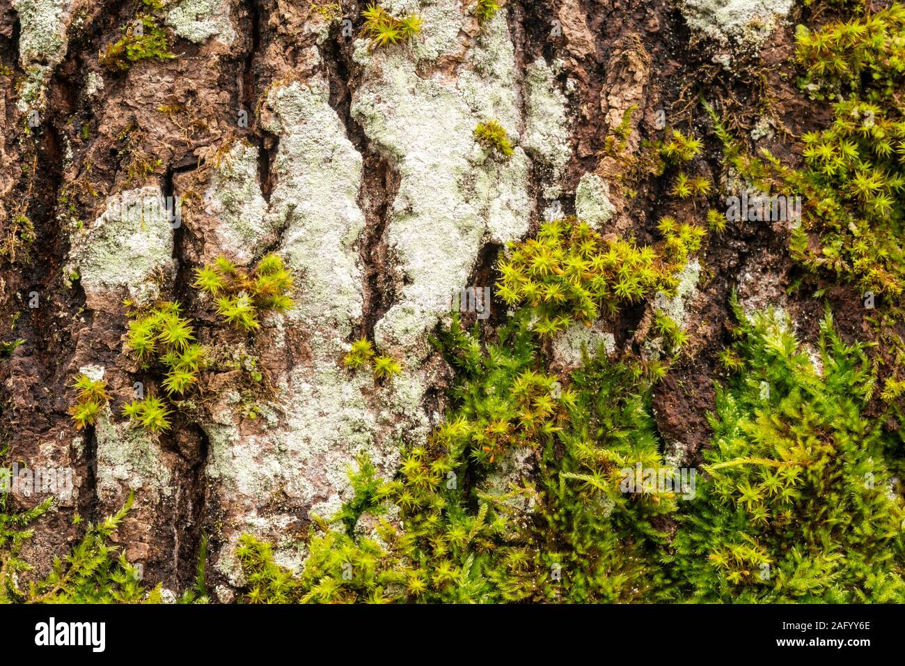 Tree bark with moss and lichen texture Stock Photo - Alamy