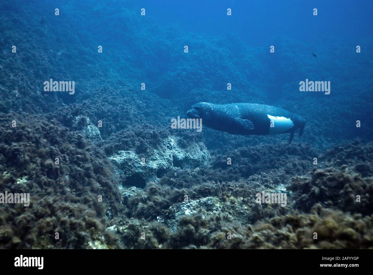 Mediterranean monk seal hi-res stock photography and images - Alamy