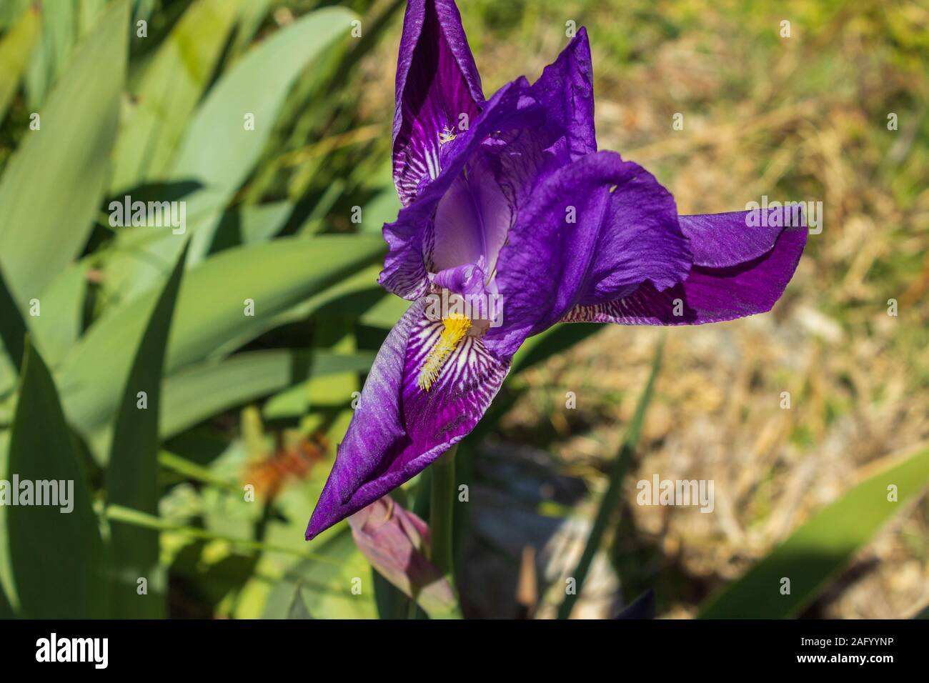 Iris germanica, Purple Iris Flower Stock Photo - Alamy
