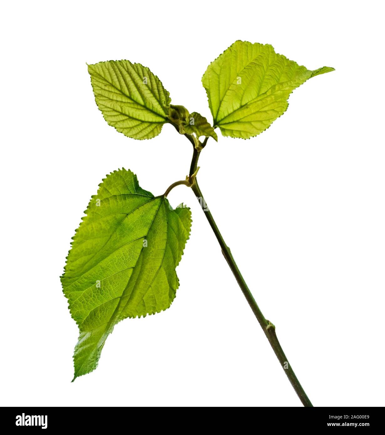 Sapling isolated on white background Stock Photo - Alamy