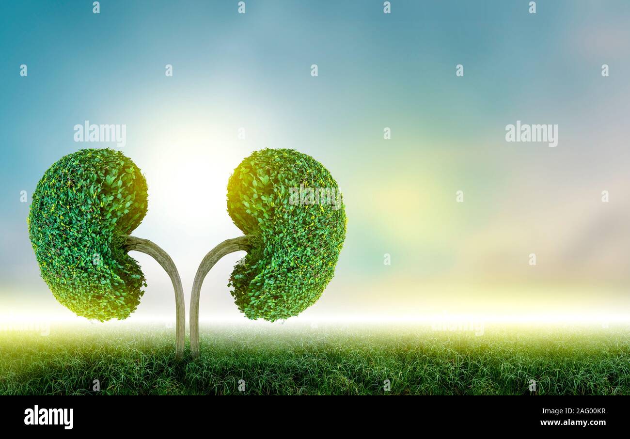 The tree (kidney) is a 3D illustration of the medical environmental ...