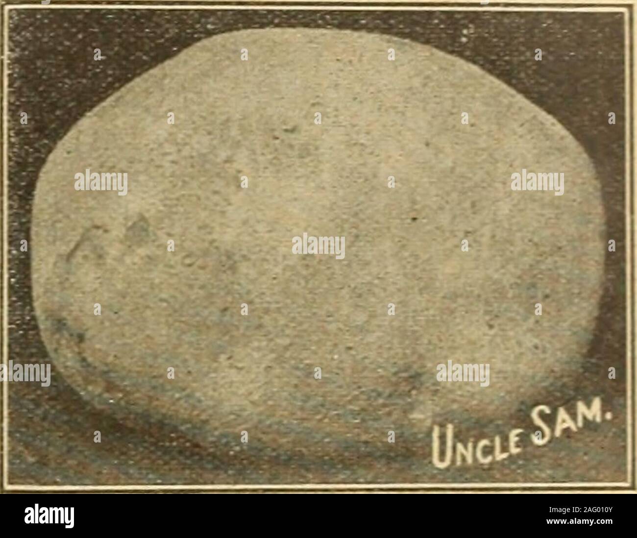 Uncle sam potato hi-res stock photography and images - Alamy