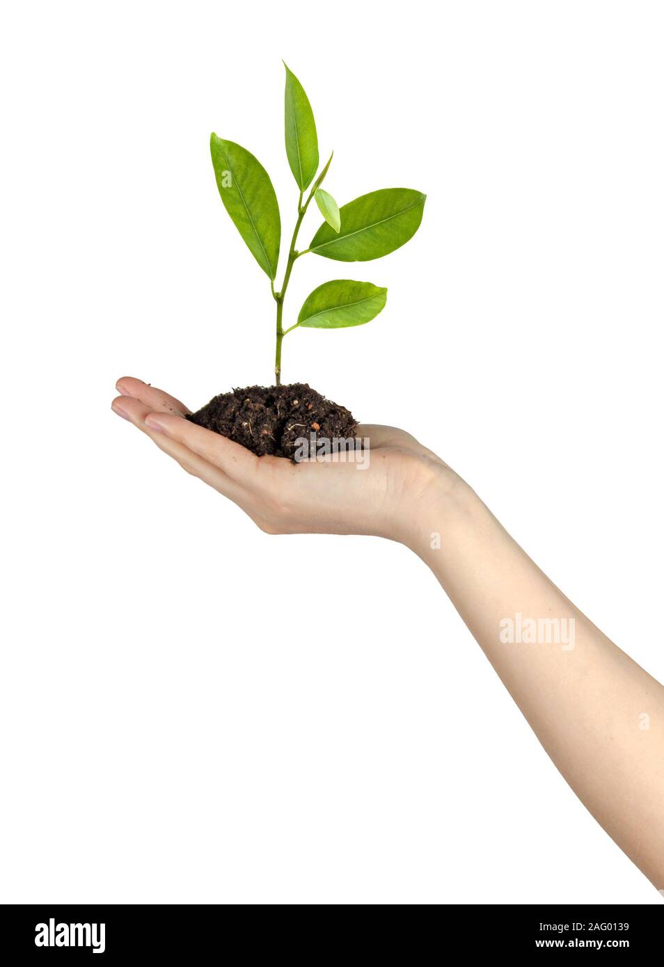 Lemon sapling hi-res stock photography and images - Alamy