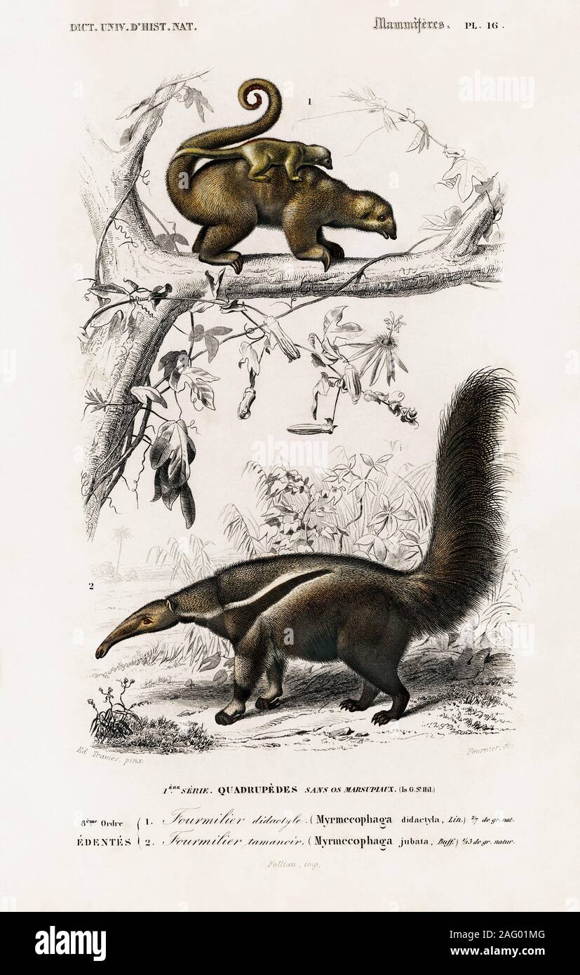 vintage natural history illustration Stock Photo - Alamy