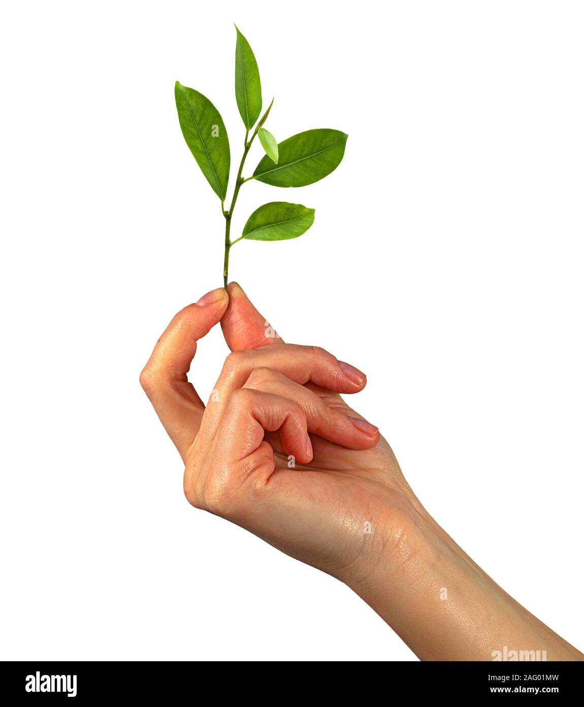 Hand with branch Stock Photo - Alamy