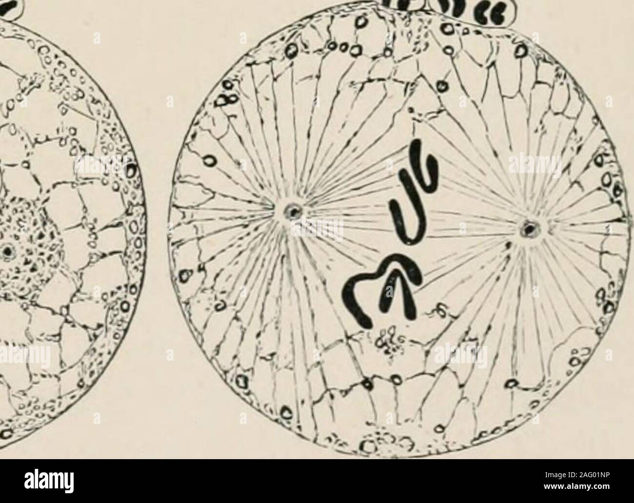 Budding anatomy hi-res stock photography and images - Alamy