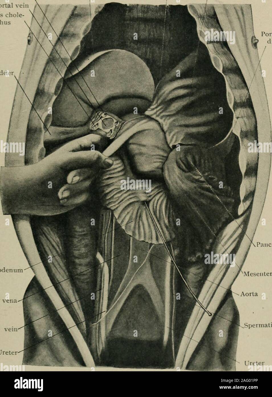 Common bile ducts hi-res stock photography and images - Alamy
