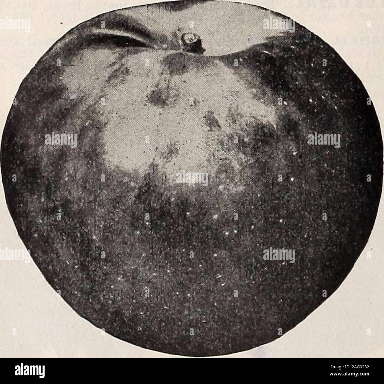 Red gravenstein apple variety hi-res stock photography and images - Alamy