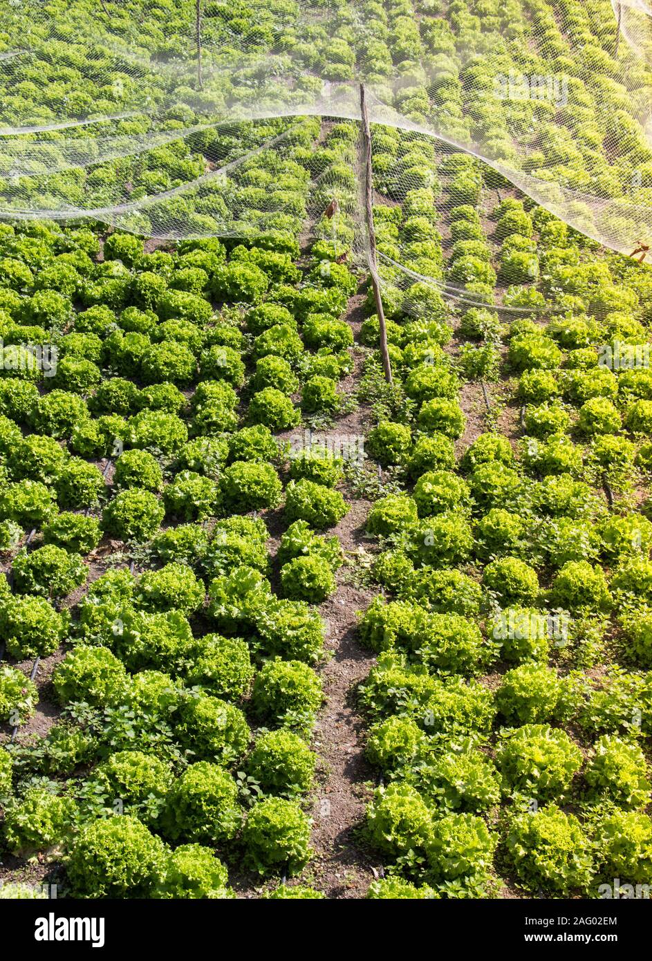 Growing sprouted agricultural crops in spring field Stock Photo - Alamy