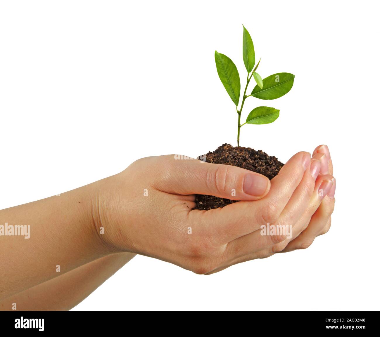 Tree growing from soil Stock Photo - Alamy