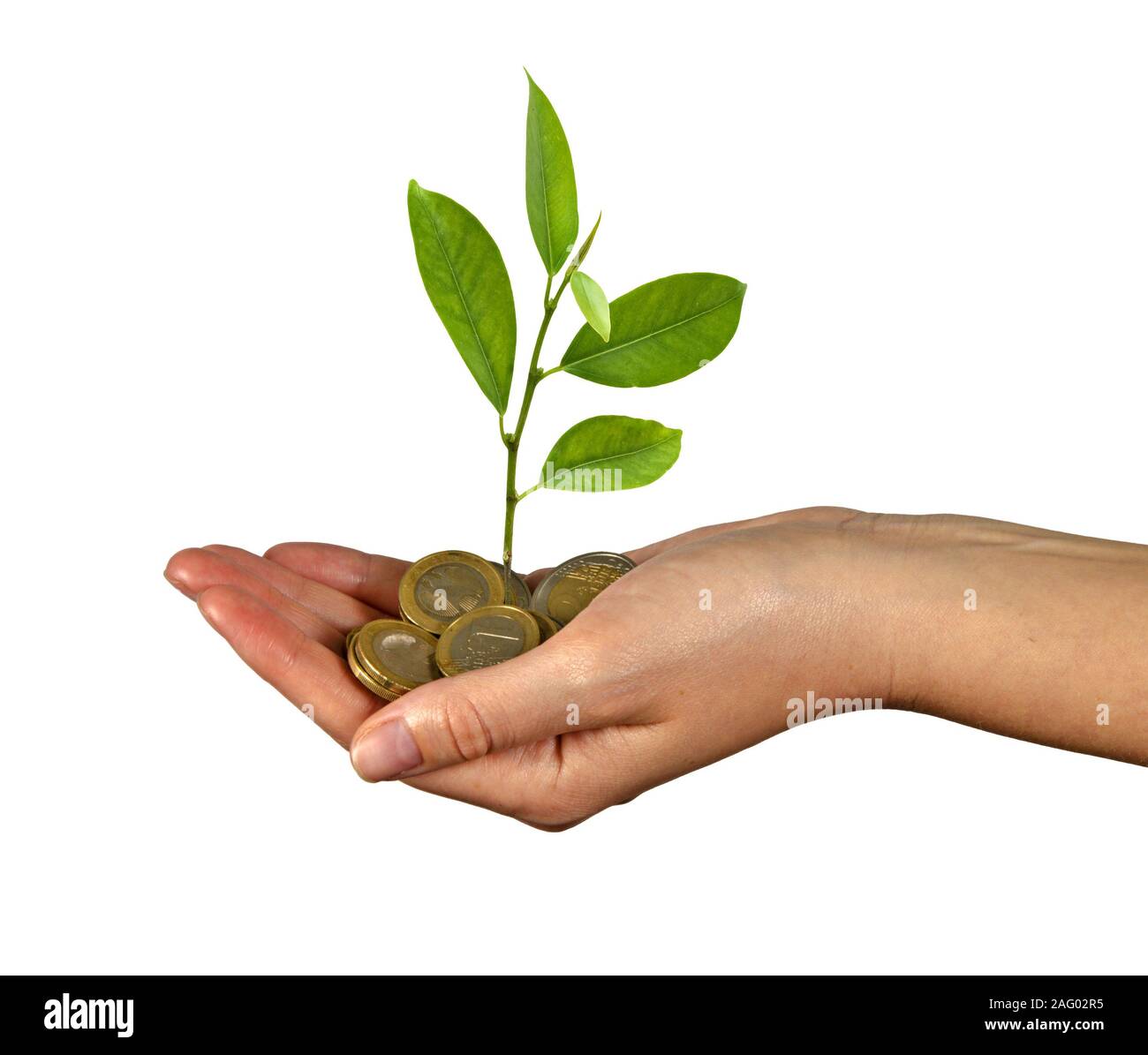 Money tree sapling growing Cut Out Stock Images & Pictures - Alamy