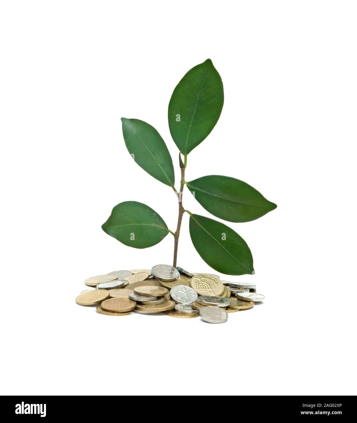 Tree growing from pile of coins Stock Photo - Alamy
