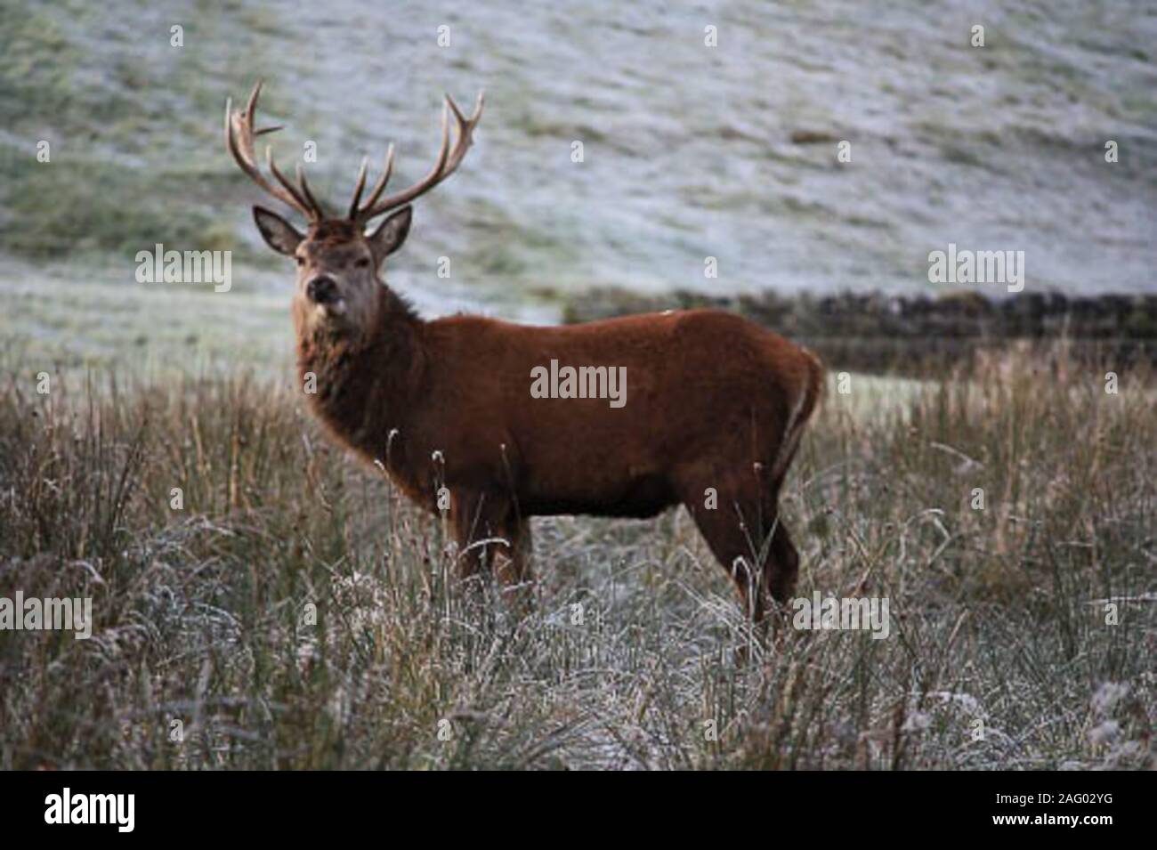 Emperor Stag in Scottish Highlands Stock Photo - Alamy