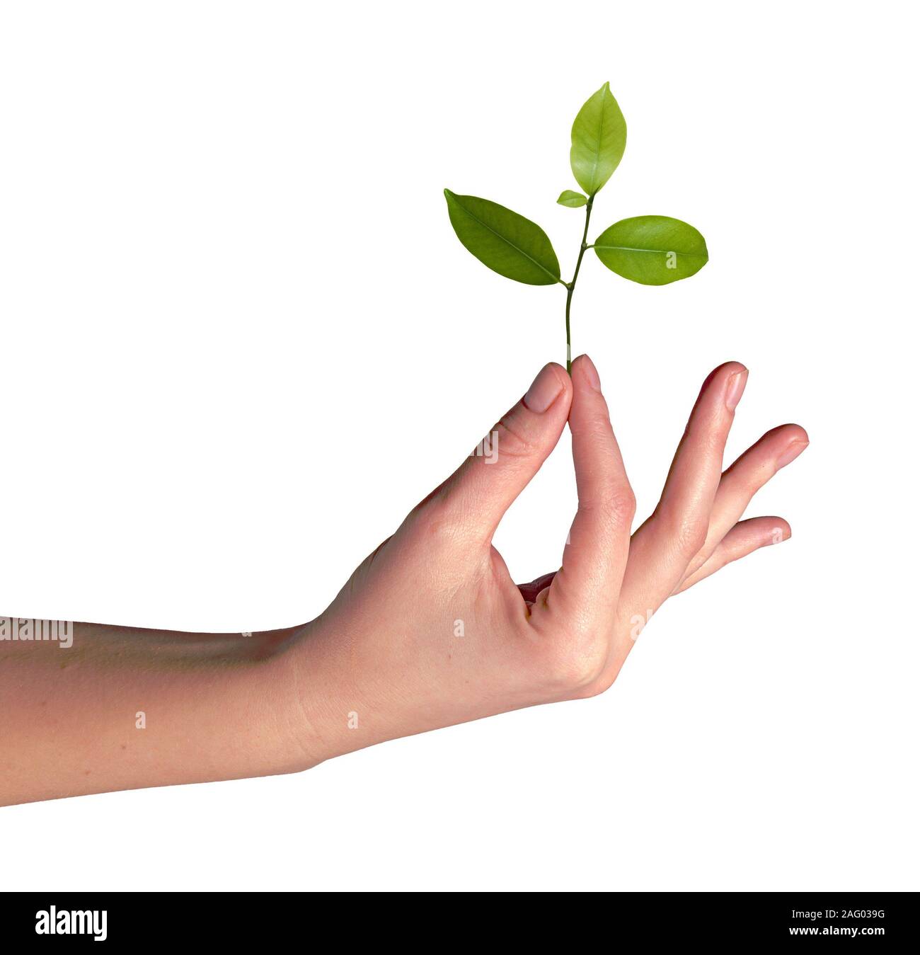 Hand with branch Stock Photo - Alamy