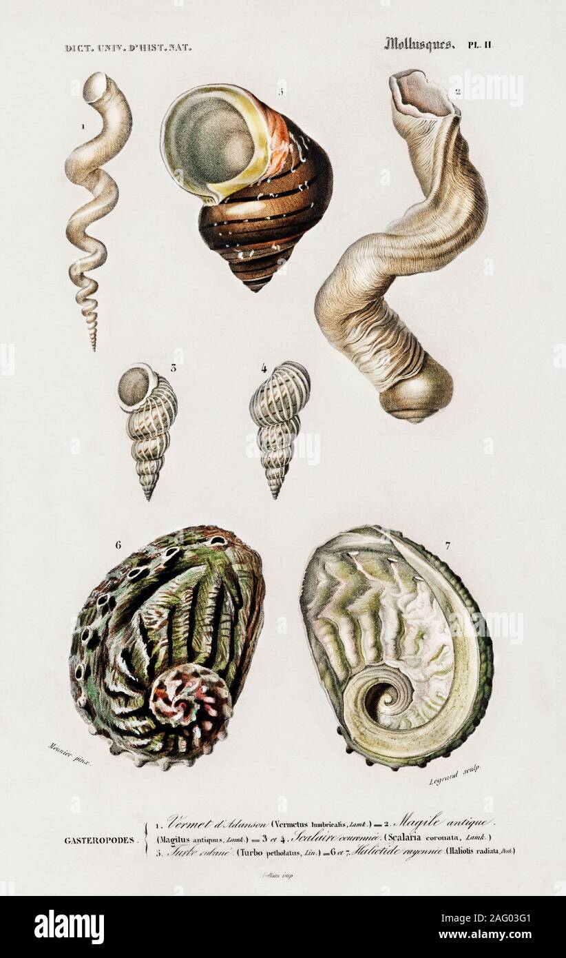 vintage natural history illustration Stock Photo - Alamy