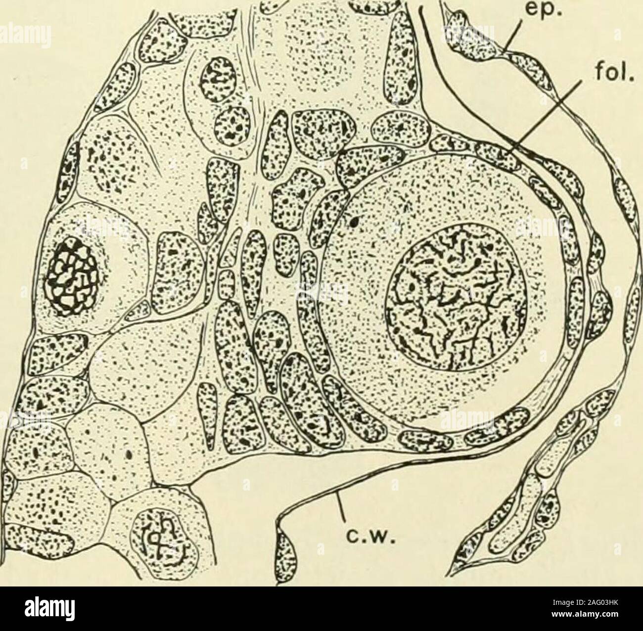. Journal of morphology. 15 16 Figs. 13 to 16 Cross-sections through ...