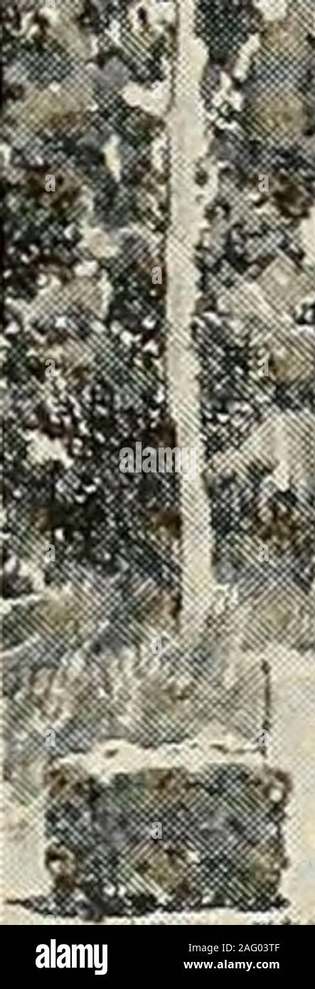 . A.L. : [booklet]. ; V Stock Photo - Alamy