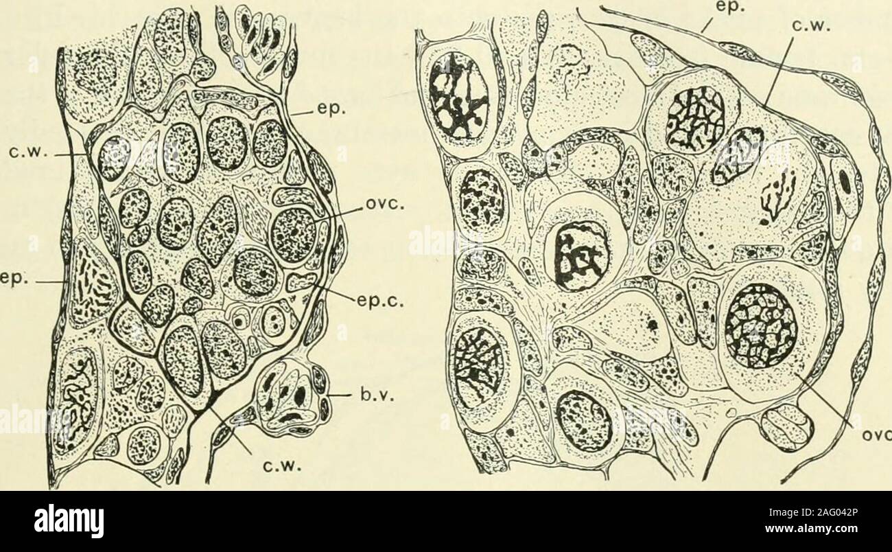 Ovocyte hi-res stock photography and images - Alamy