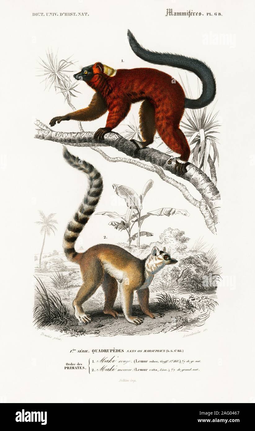 vintage natural history illustration Stock Photo - Alamy
