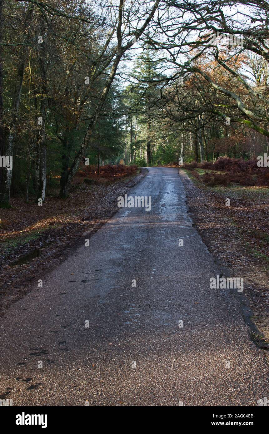 Trees and road in the New Forest,national park,at Bolderwwod Stock ...
