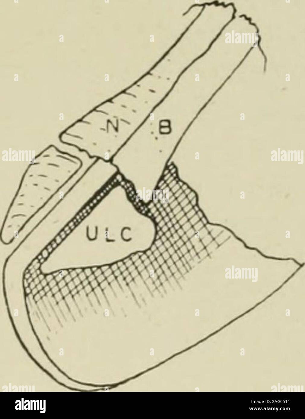 . Journal of anatomy Stock Photo - Alamy