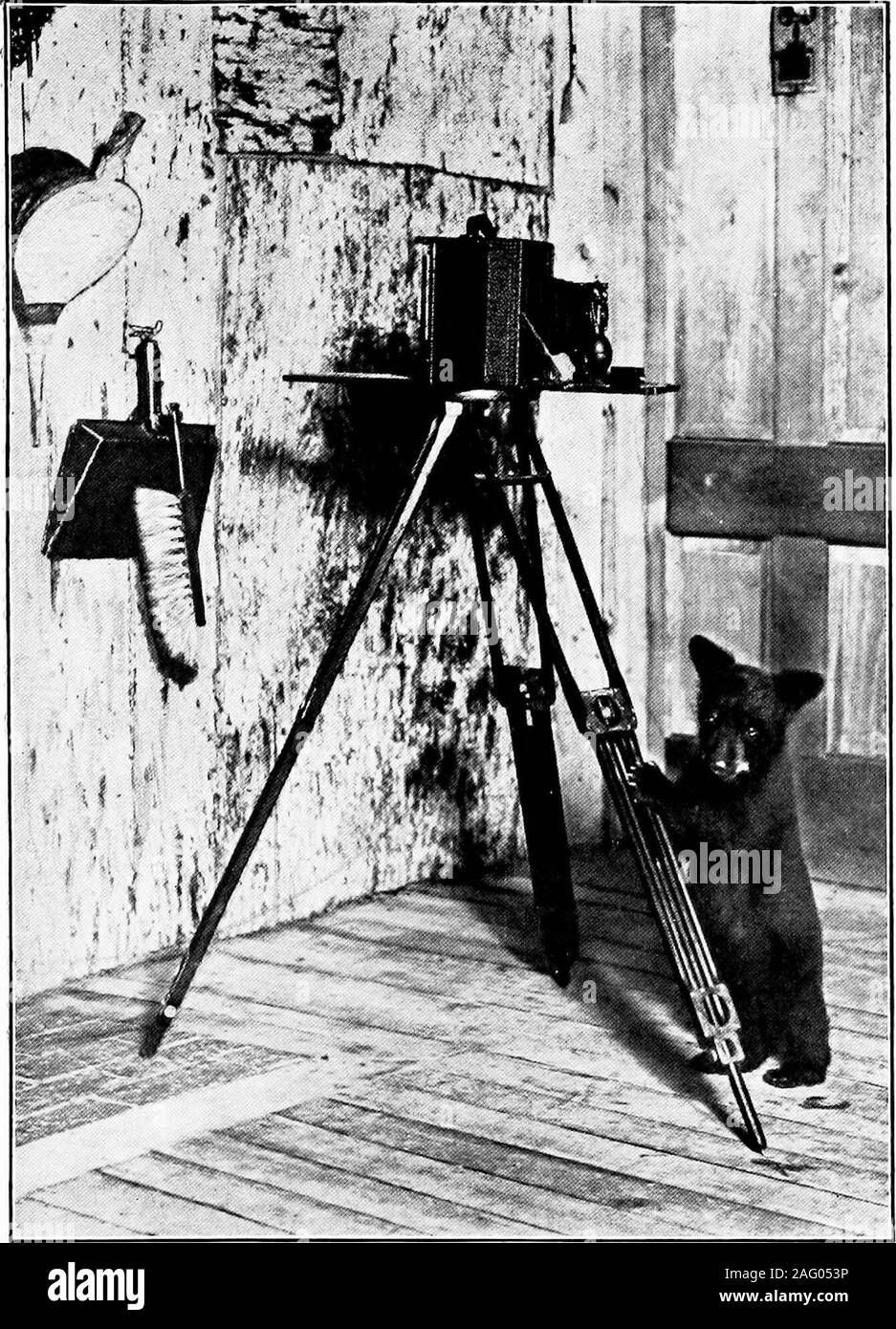 Yapping dog Black and White Stock Photos & Images - Alamy