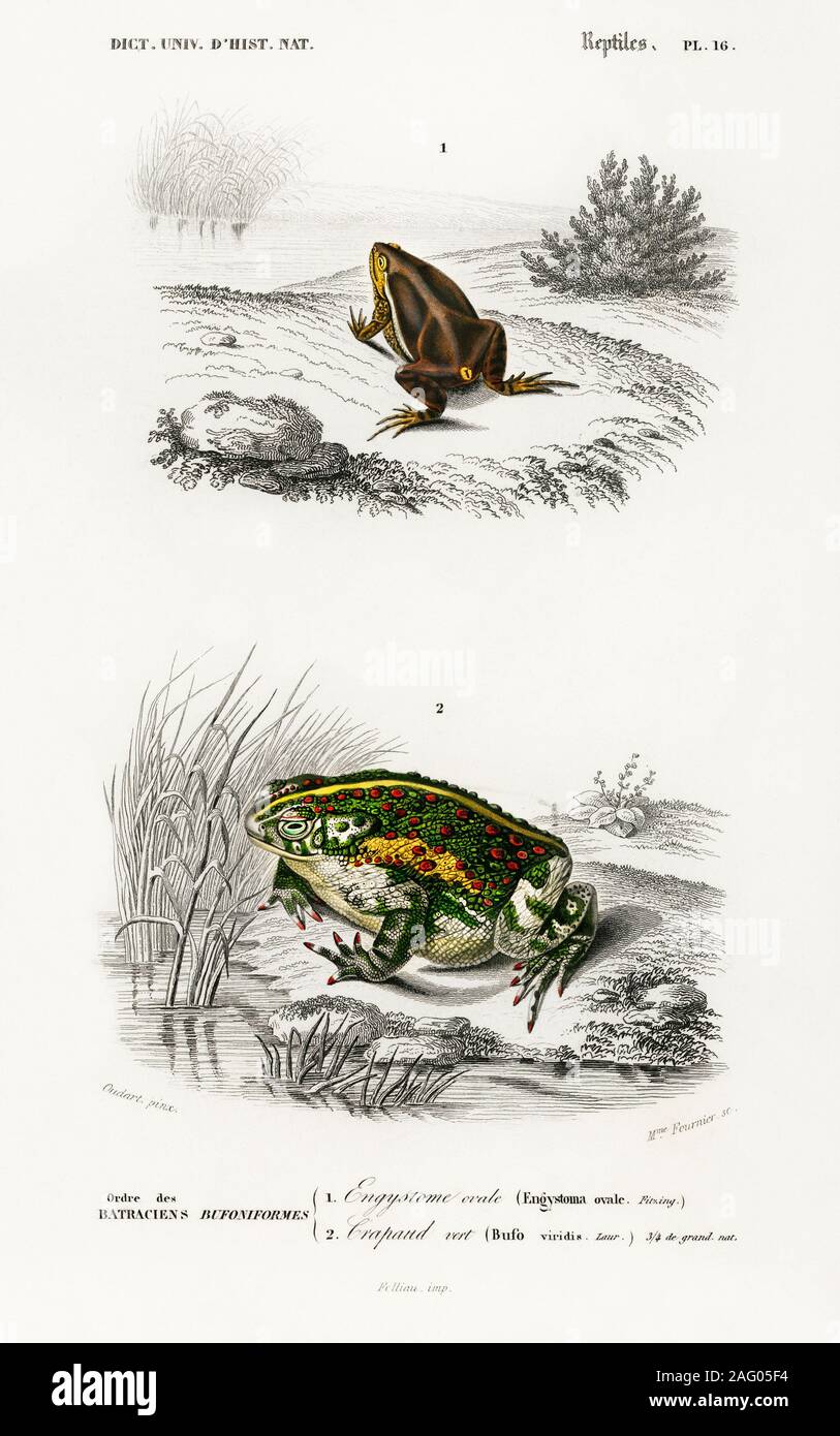 vintage natural history illustration Stock Photo - Alamy