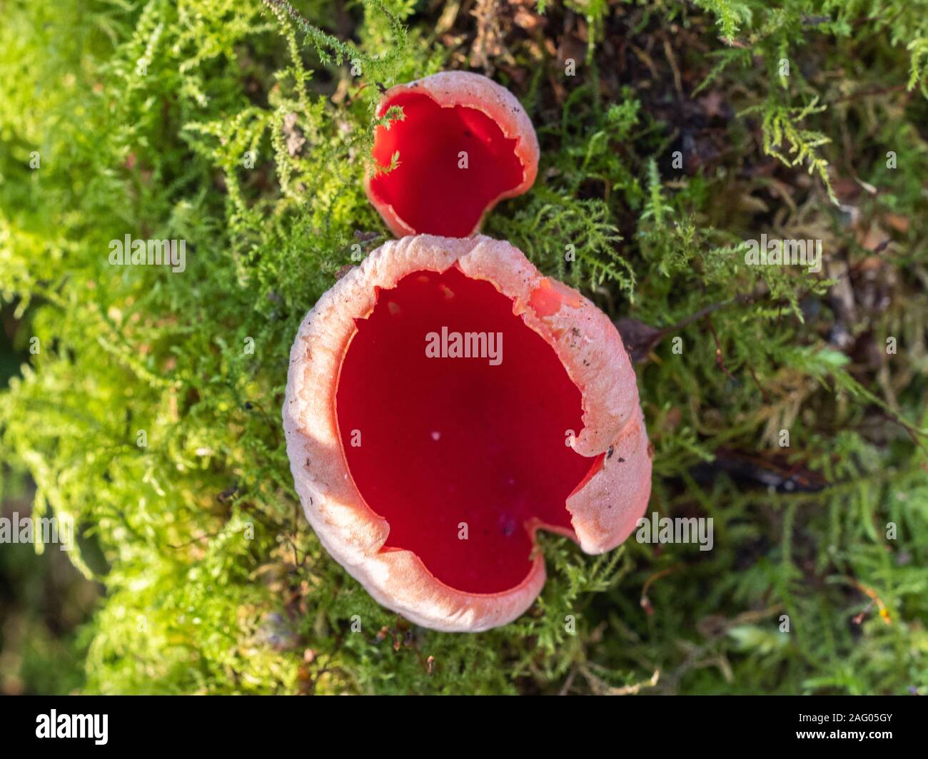 Sarcoscypha coccinea, commonly known as the scarlet elf cup, scarlet ...